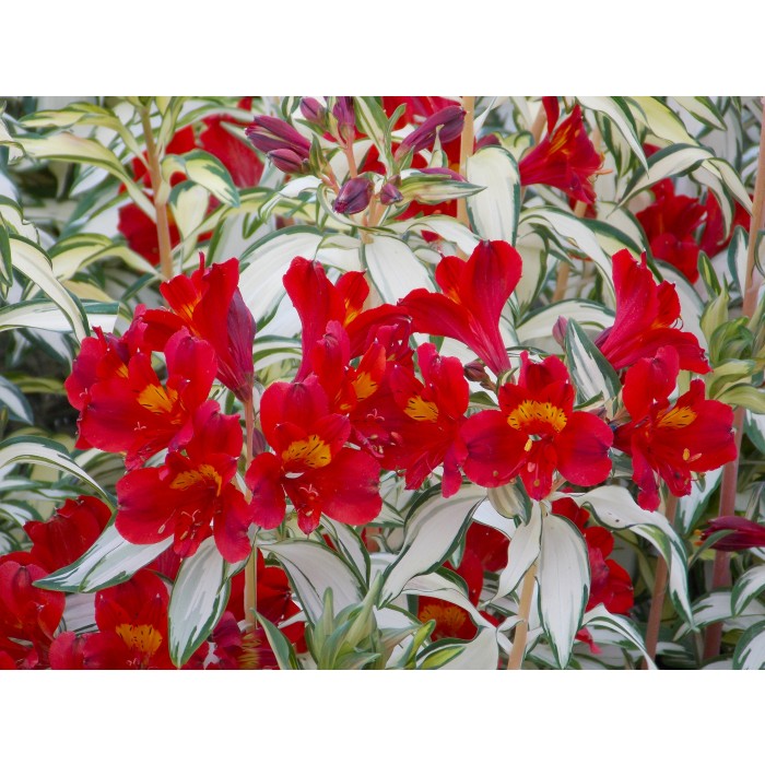 Alstroemeria 'Little Miss Zoe' - Variegated Peruvian Lily