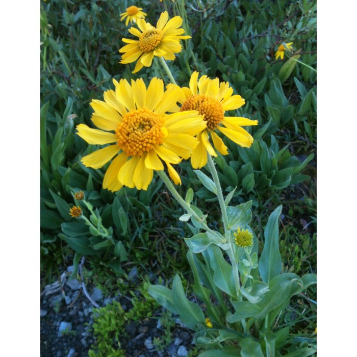 Helenium hoopesii - Sneezeweed