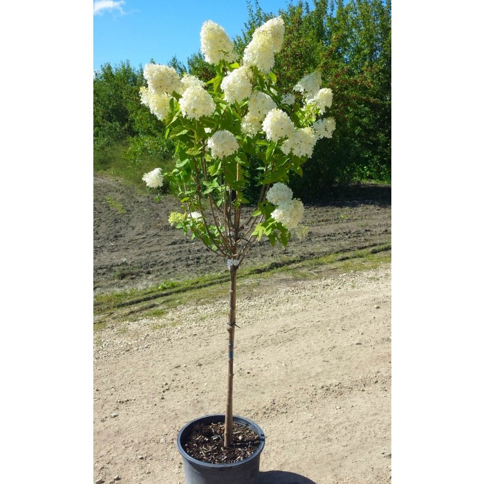 Hydrangea Limelight - 150-180cm Lollipop Standard Tree
