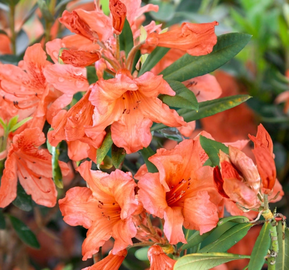 Rhododendron Tortoiseshell Orange