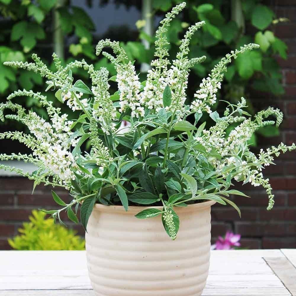Buddleja White Chip - White Patio Buddleia - LO & BEHOLD White Chip