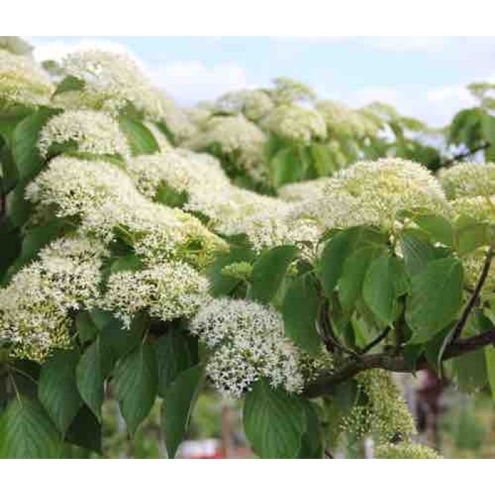 Cornus controversa - Wedding Cake Pagoda Tree