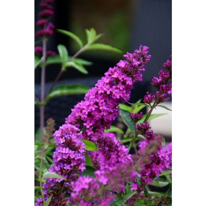 Buddleia Flutterby Petite Tutti Fruitti Pink - Dwarf Buddleja