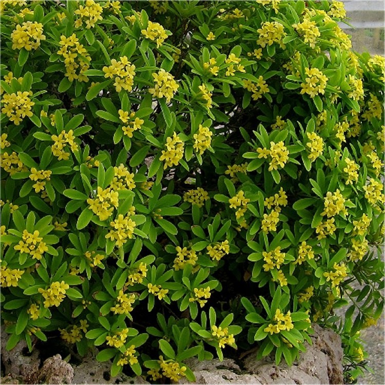 Daphne gemmata Royal Crown - Rare Yellow Flowered Chinese Daphne