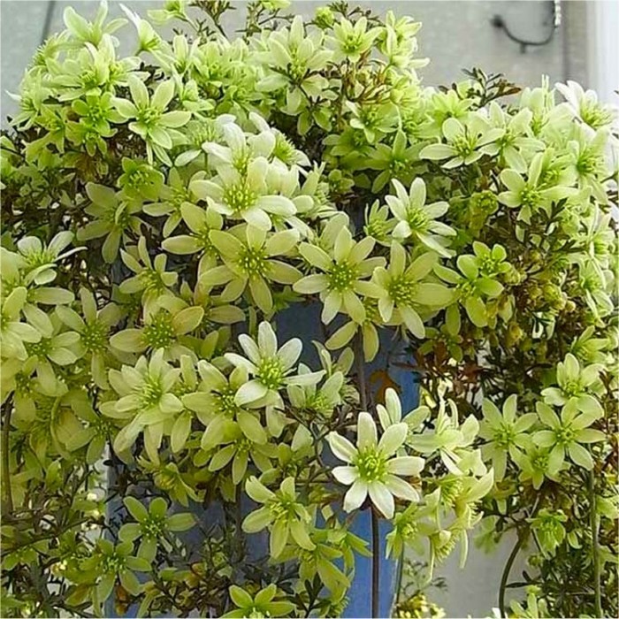 Clematis Pixie - Evergreen Spring Blooming Climber - Lime-Yellow flowers