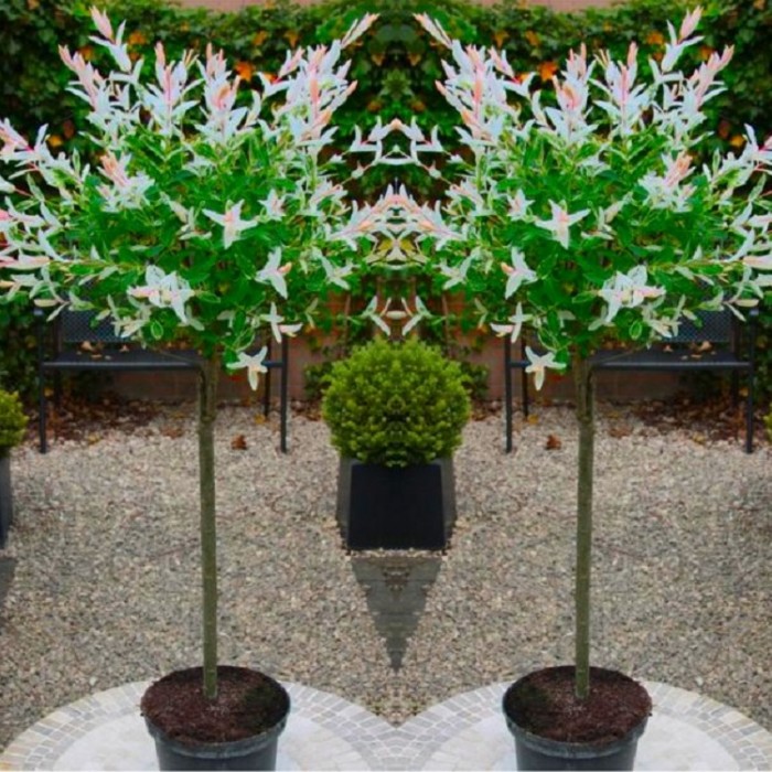 FLAMINGO TREES - Pair of Standard Topiary Salix Flamingo
