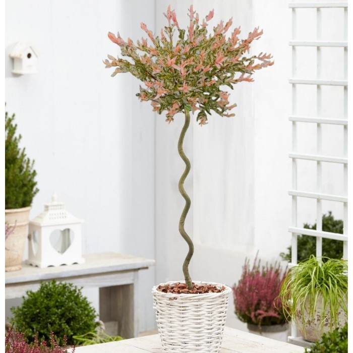 Standard Topiary Tree - Corksrew Stem Salix integra Flamingo ...