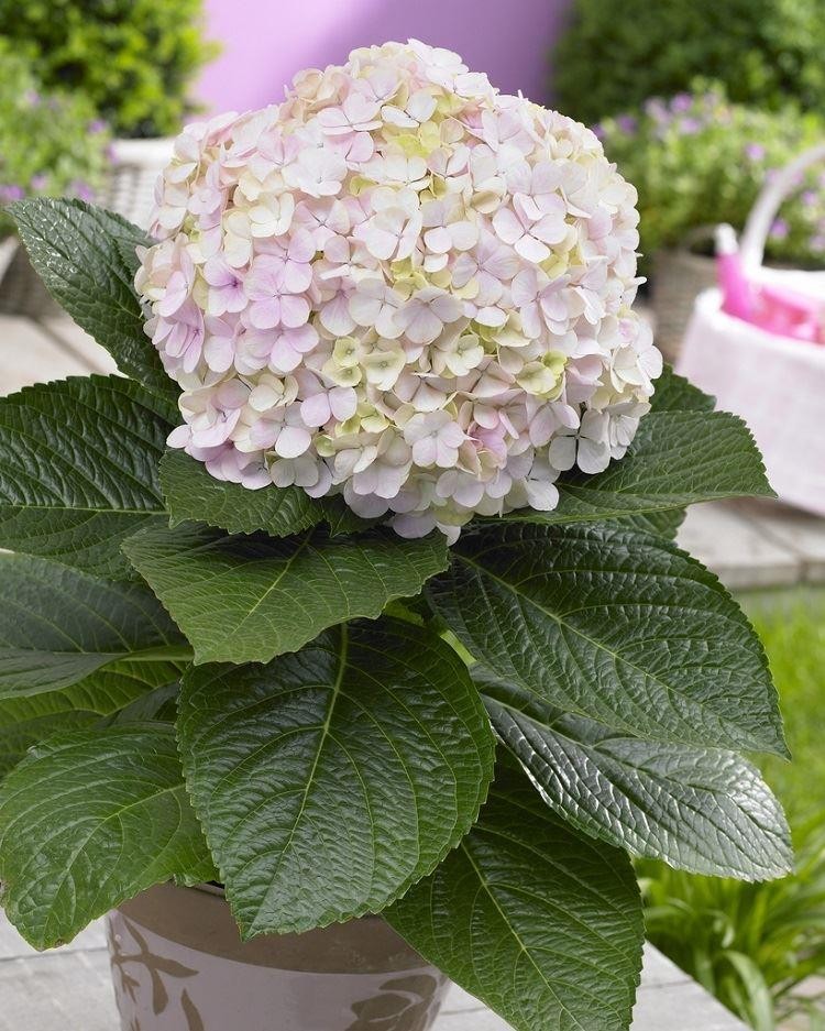 GIANT - Hydrangea 'Avant Garde' - Worlds Largest Hydrangea - In Bud ...