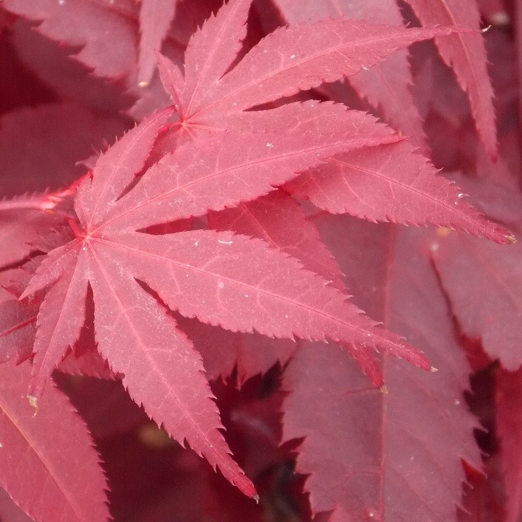 Acer palmatum atropurpureum - Purple Japanese Maple - Brilliant Red ...