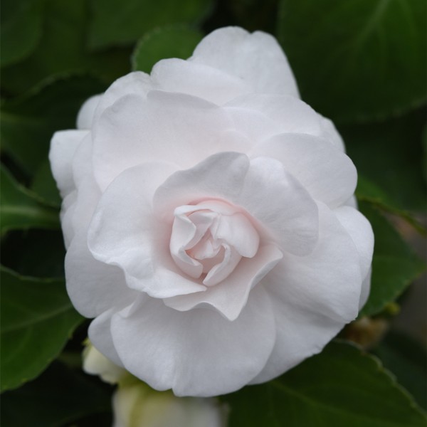 Busy Lizzie 'Glimmer Salmon' - Double Flowering Impatiens