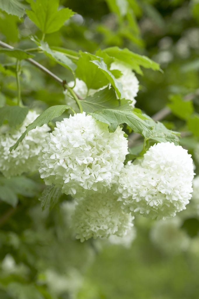 Fragrant SNOW BALL TREE - Patio Standard Viburnum opulus roseum ...