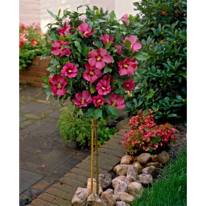 Pair of 'Candy Pink' Hibiscus Trees