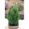 Chamaecyparis lawsoniana Snow White
