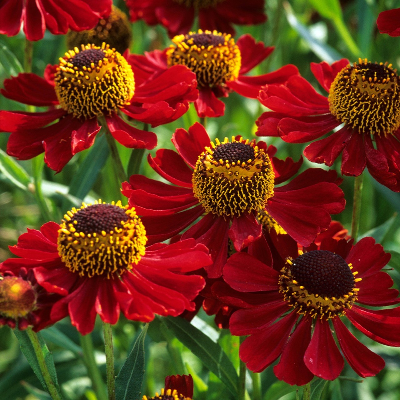 Helenium Helena Red