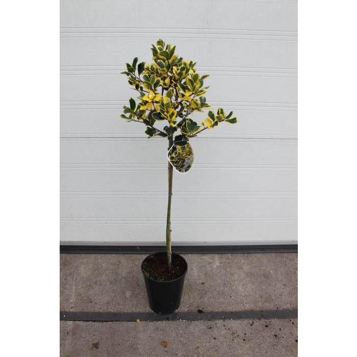 Pair of Gorgeous Golden King Variegated Holly Tree Standards - Perfect ...