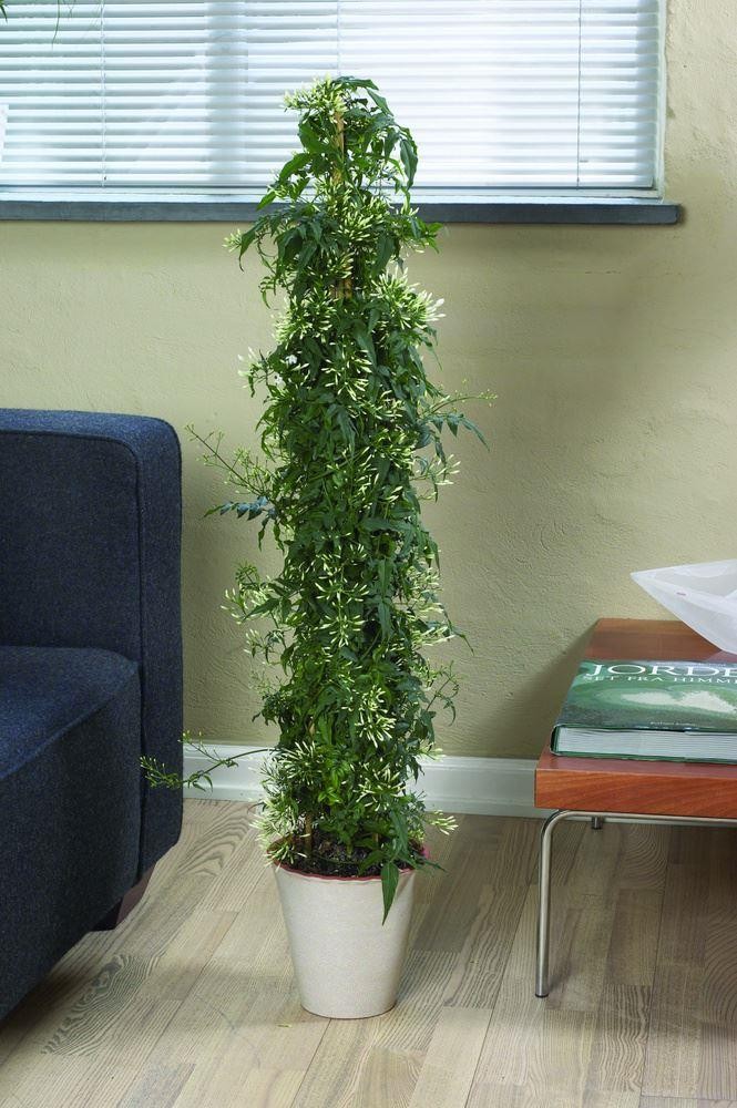 Perfumed Chinese Jasmin - Large 100-120cm Pyramid - Jasminium ...