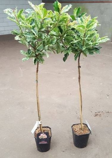 Hardy Evergreen Photinia serratifolia PINK CRISPY 90-120cm (3-4ft ...