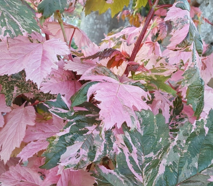 SPECIAL DEAL - Acer pseudoplatanus Simon-louis Freres - Variegated ...
