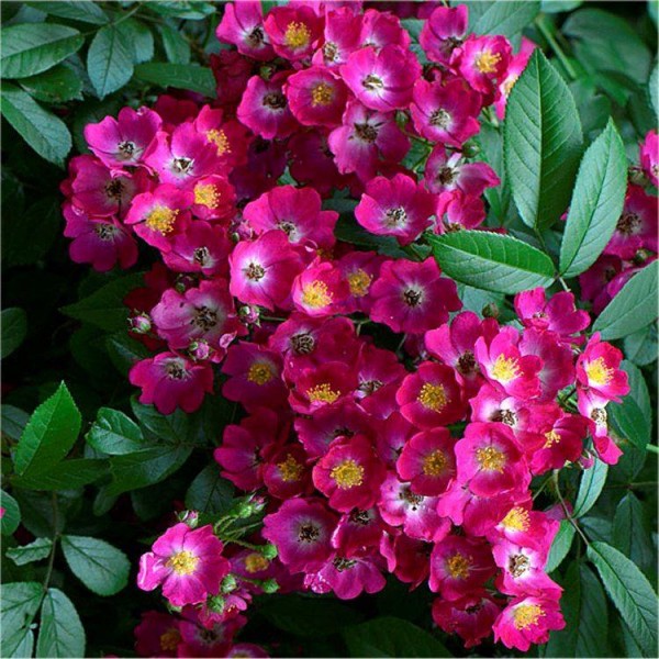 Gardening Express - Roses - Bush and Shrub Roses