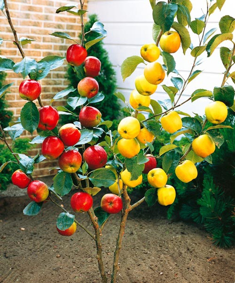 Apple Tree - Duo Tree - Golden Delicious and Gala Apple - Large ...