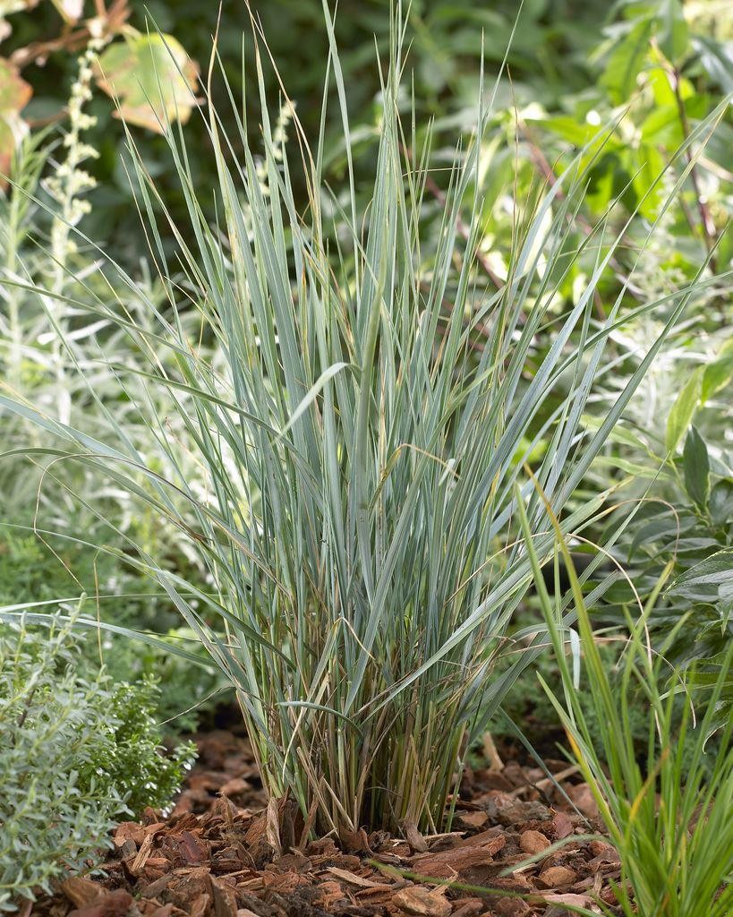 Elymus magellanicus