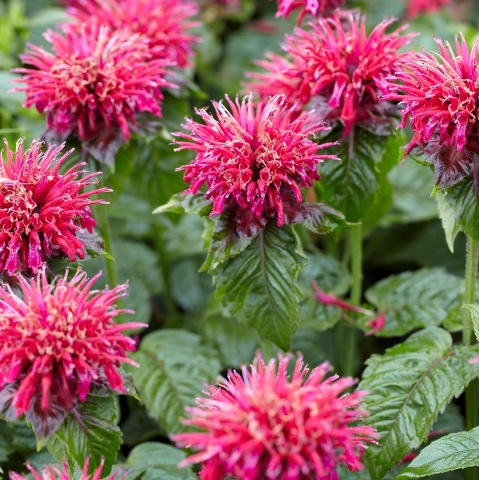 Monarda Mahogany - Bee Balm