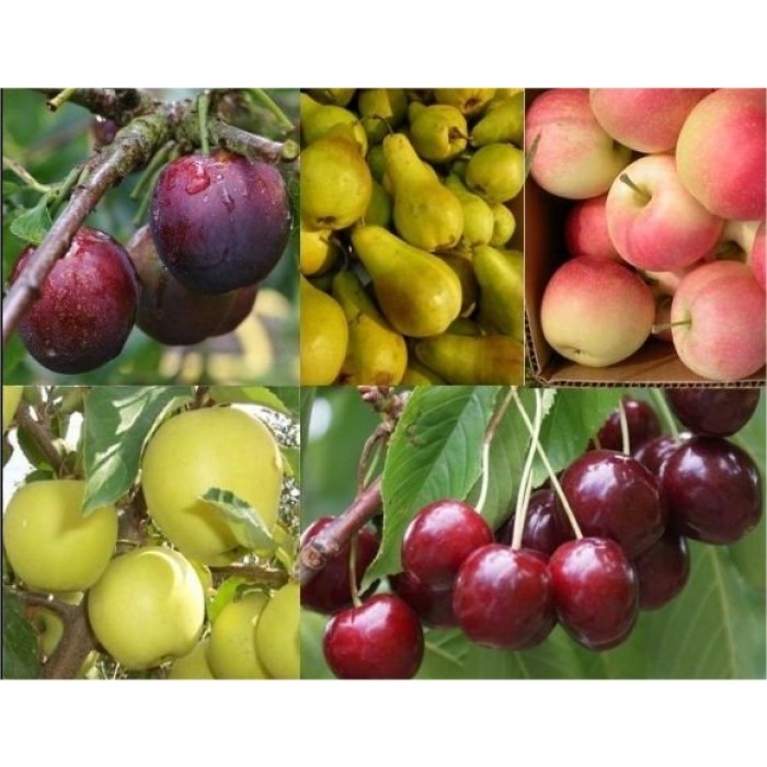 Grow Your Own Fruit Trees - FIVE Large circa 5ft Trees - Orchard ...