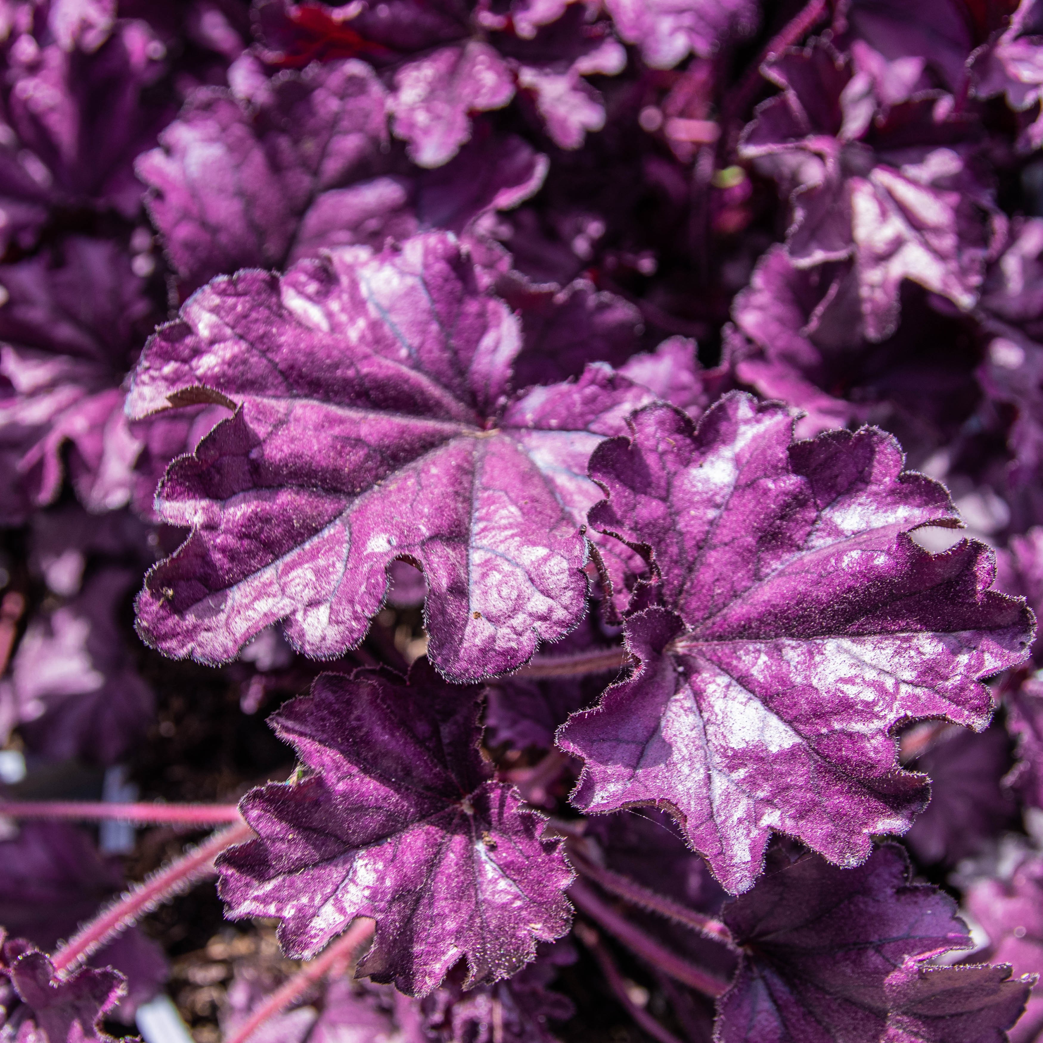 Heuchera Forever Purple