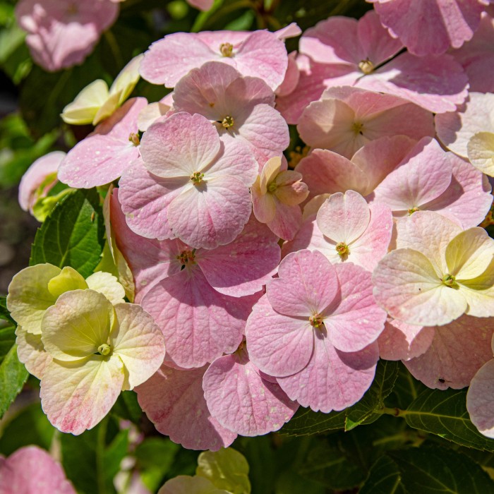 Hydrangea French Bolero Pink