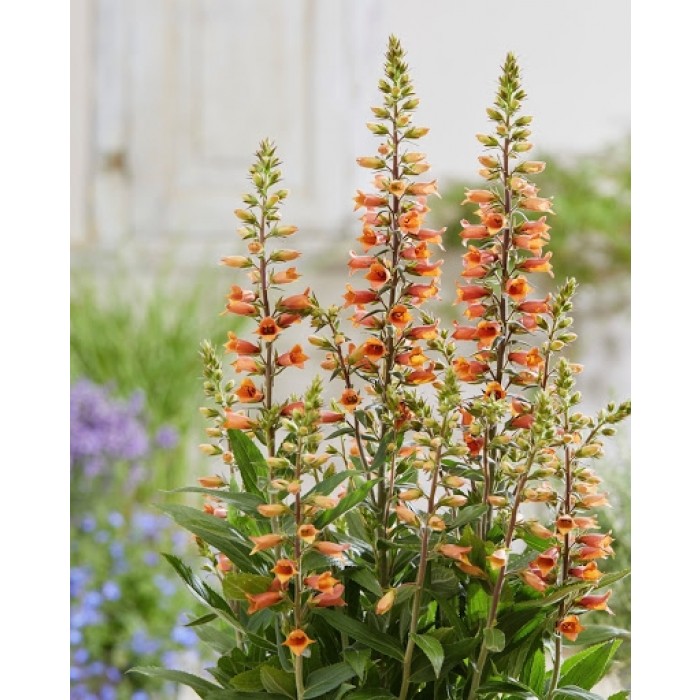 Digiplexis Firecracker - Foxglove