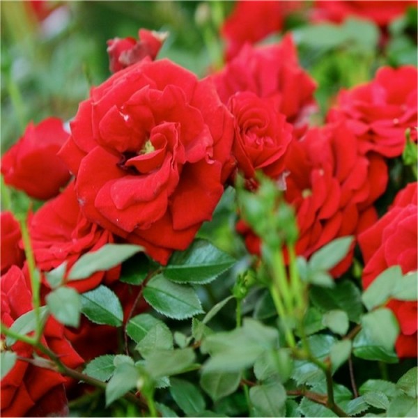 Page 4 | Gardening Express - Roses - Bush and Shrub Roses
