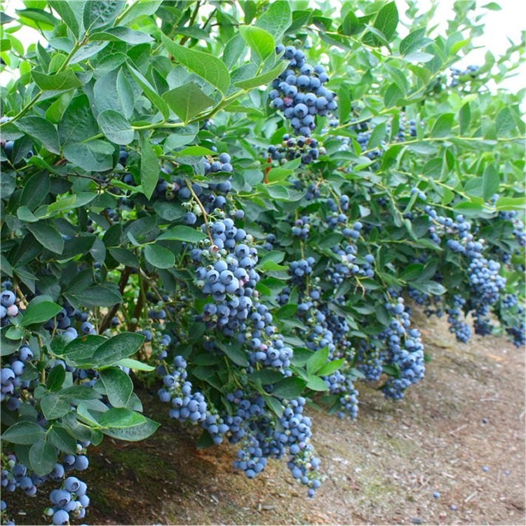 GIANT Blueberry - TITANIUM - Vaccinium corybosum