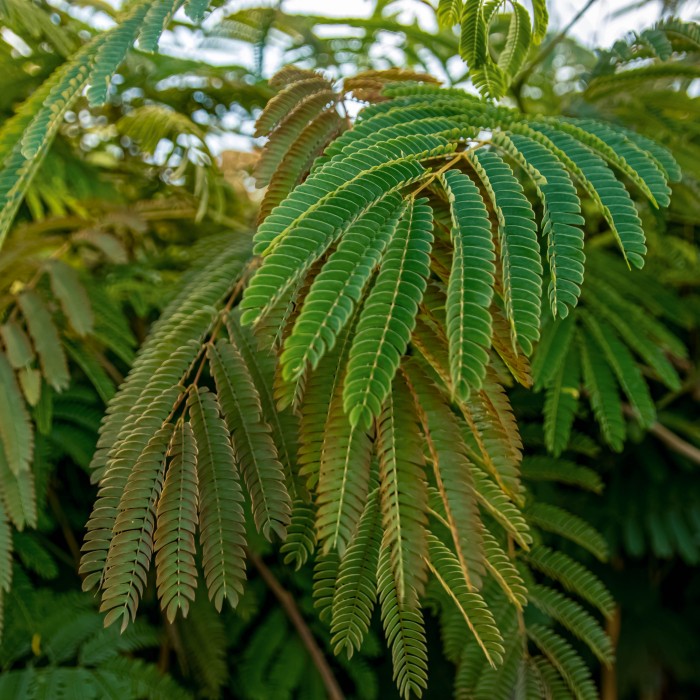 Albizia julibrissin Rosea - Silk Tree Albizzia Tree