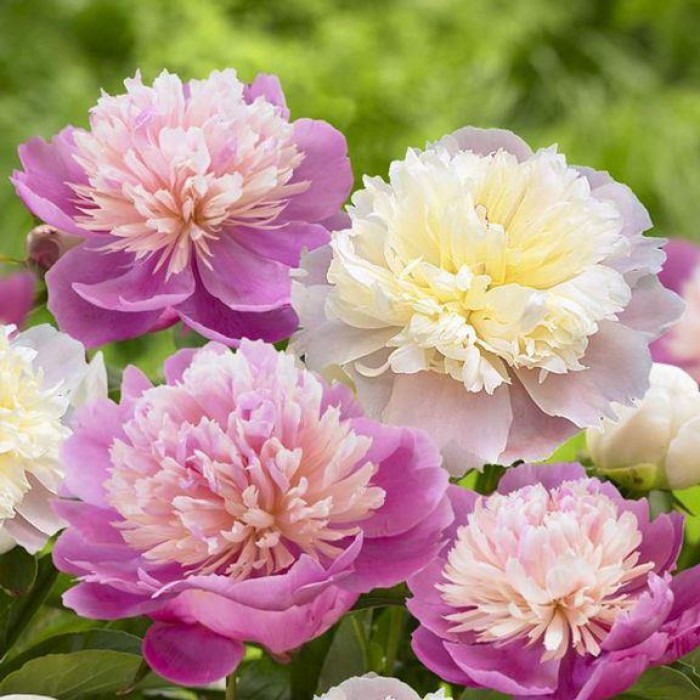 Peony Plants MEGA PACK - Exotic Looking Fragrant Garden Peony Plants ...