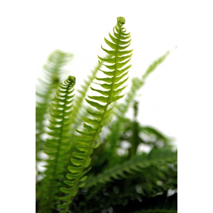 Blechnum spicant - Hard Fern