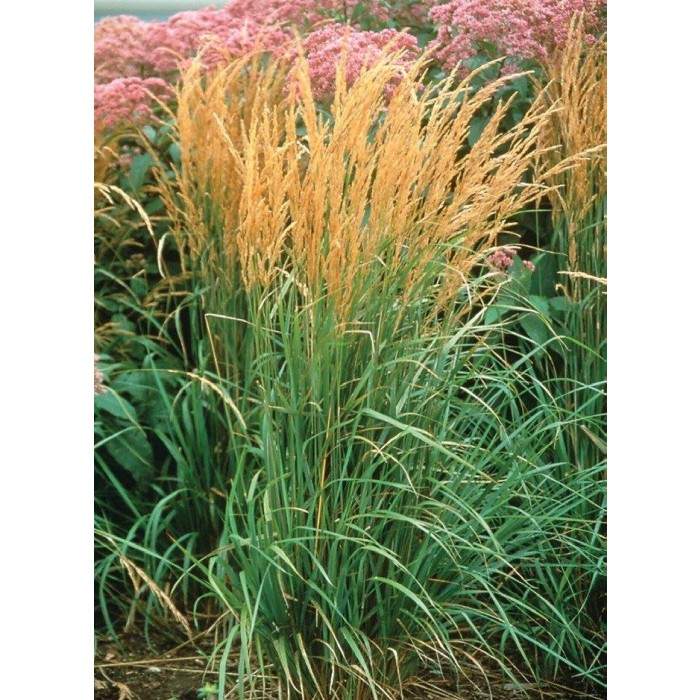Calamagrostis acutiflora 'Karl Foerster' - Feather Reed Grass