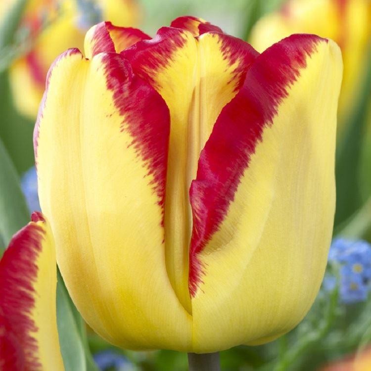 Tulipa Cape Town - Two Tone Tulips
