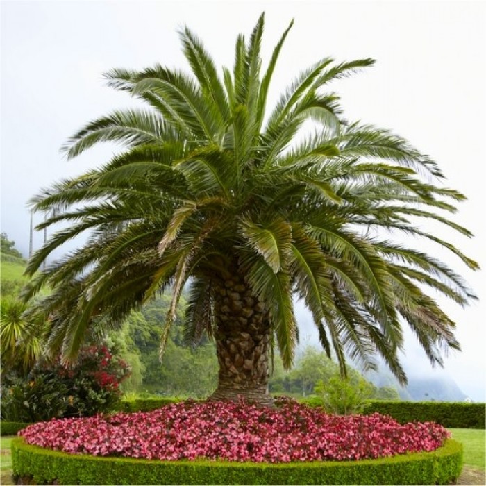 GIANT Phoenix canariensis - Canary Island Date Palm - LARGE PATIO PALM ...