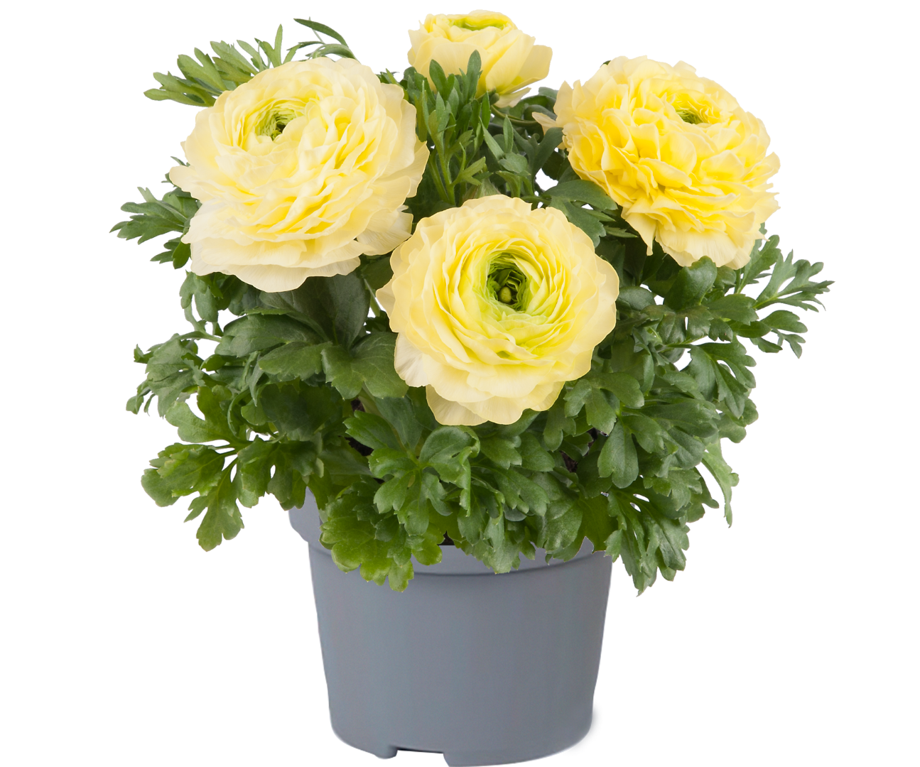 Ranunculus Lemonade in Bud & Bloom