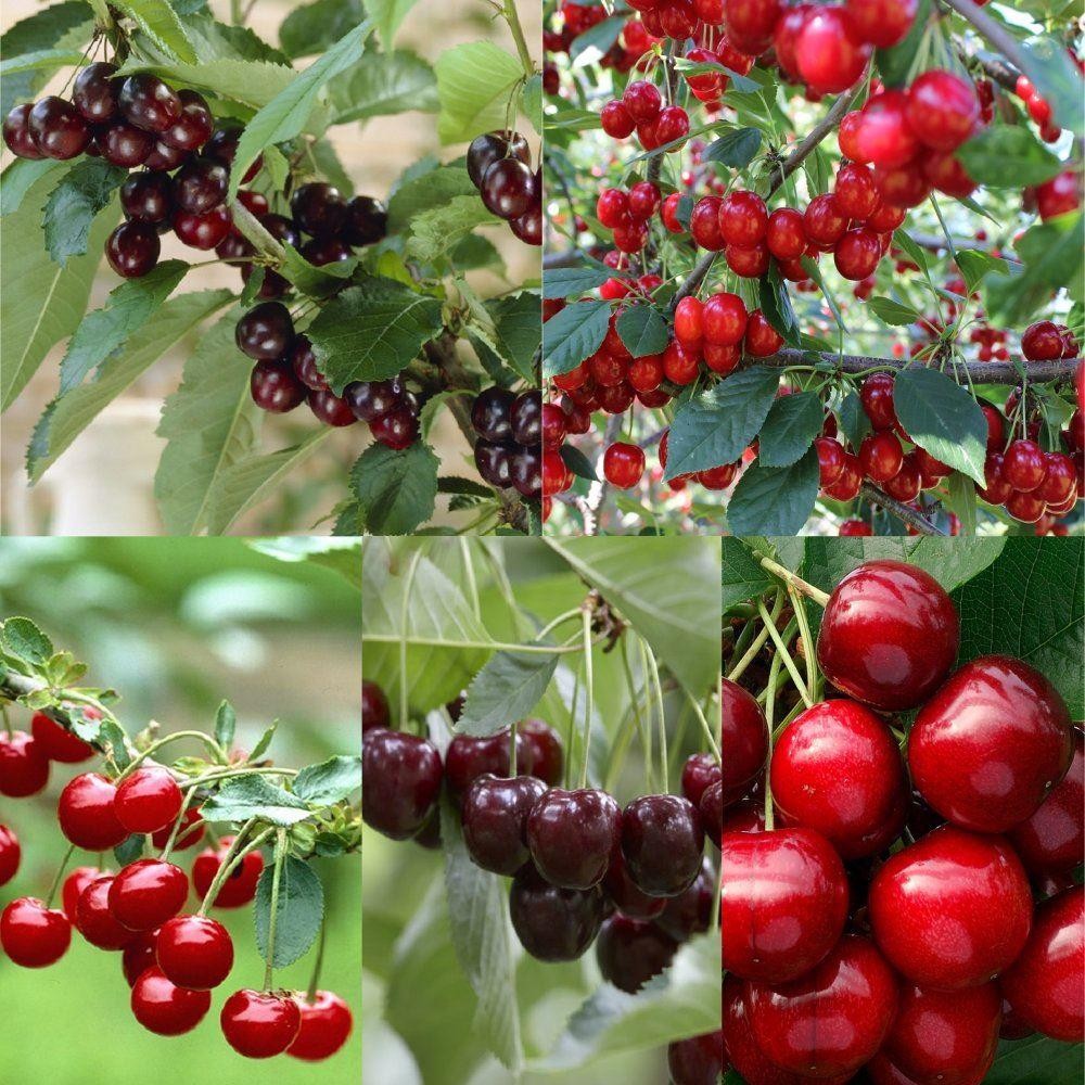 Patio Fruit Tree - Cherry - Prunus avium Regina