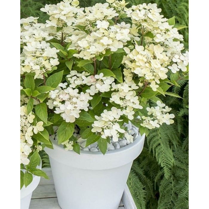 Hydrangea paniculata Polestar