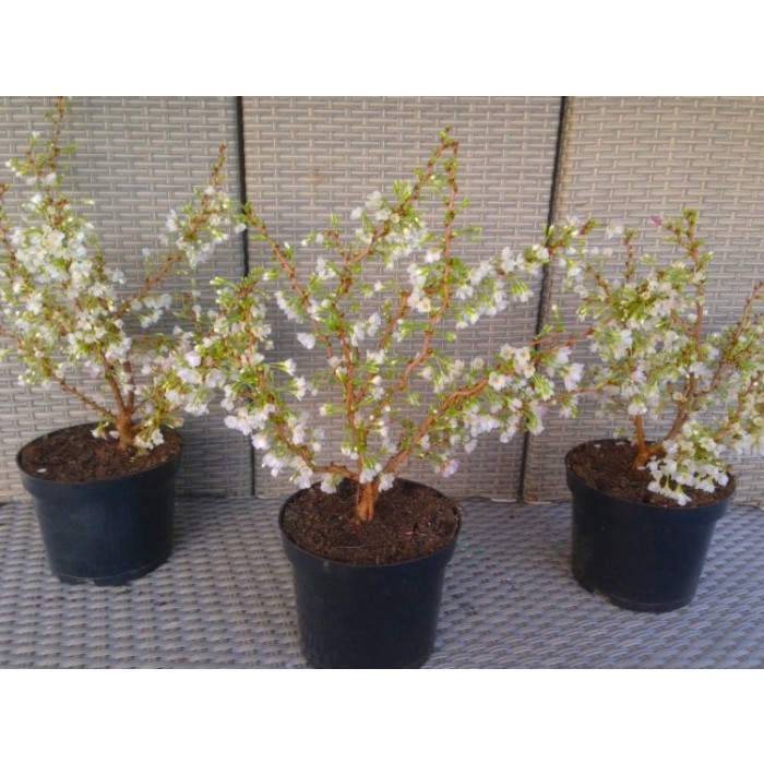 Prunus incisa Kojo-No-Mai - Fuji Cherry - Large Plant