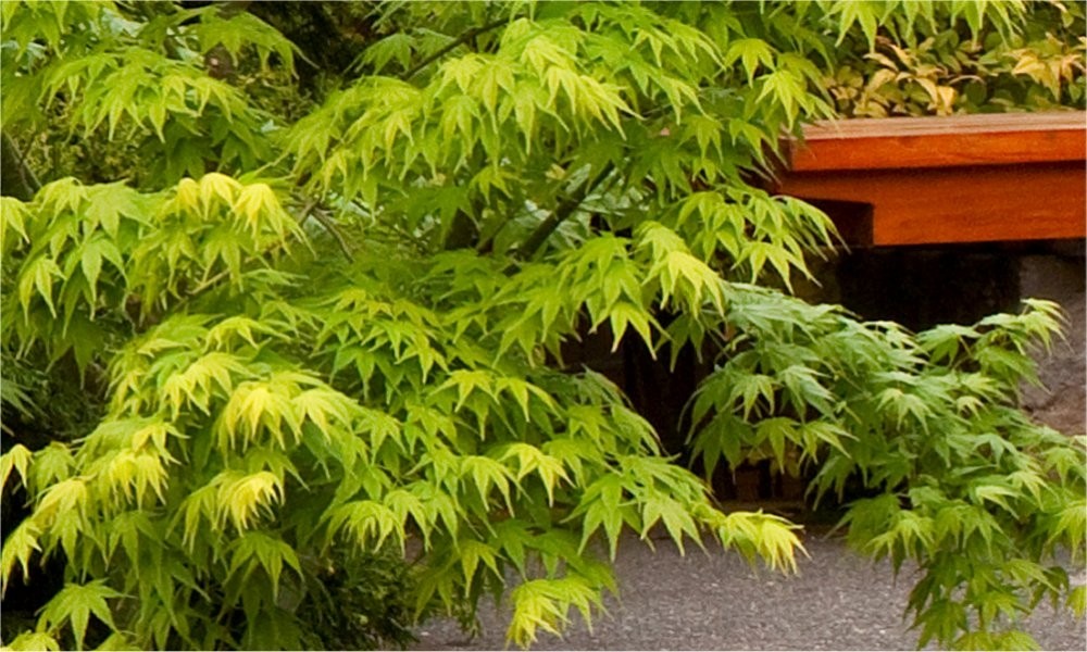 Acer palmatum Aoyagi - Japanese Maple - LARGE