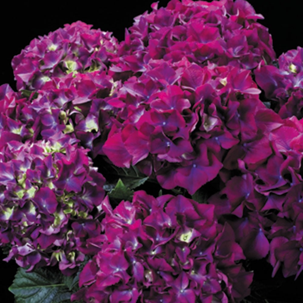 GIANT PURPLE MOPHEAD - Hydrangea macrophylla Rodeo Deep Purple - Large ...