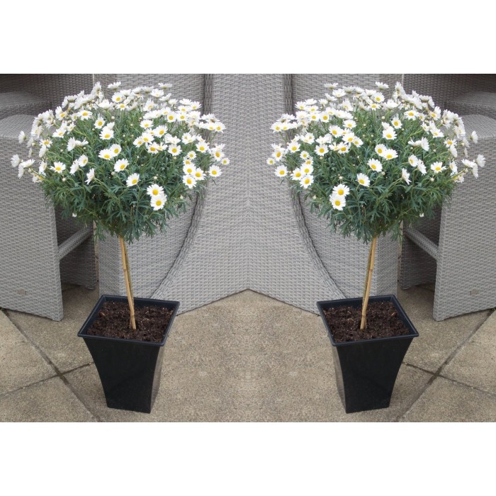 Marguerite Giant Daisy Tree - Perfect for Patios - LARGE Patio Standard ...