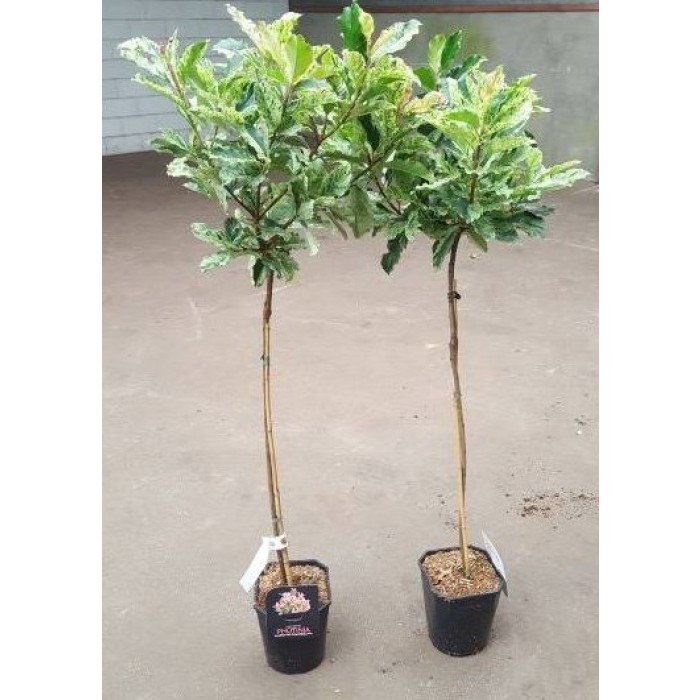 Hardy Evergreen Photinia serratifolia PINK CRISPY 90-120cm (3-4ft ...