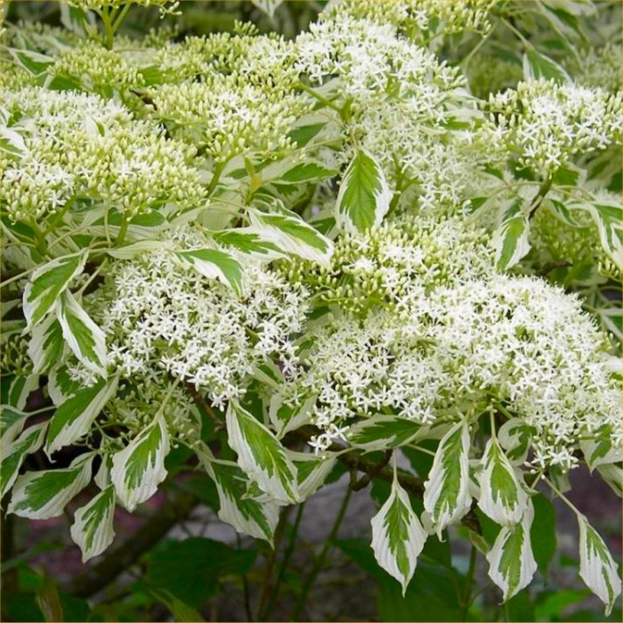 Cornus controversa variegata - Variegated Wedding Cake Tree