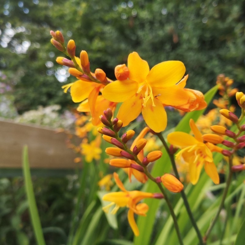 Crocosmia x crocosmiiflora 'Columbus' - Golden yellow Montbretia
