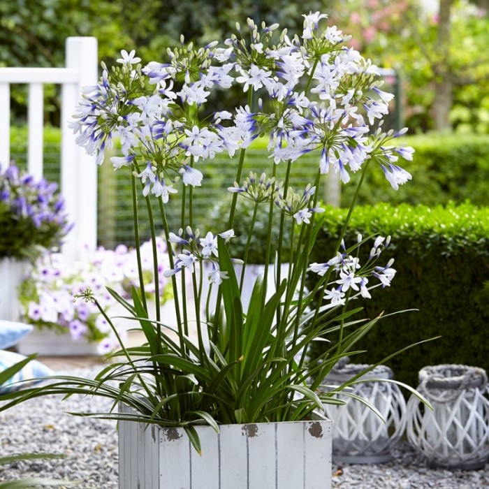 Agapanthus africanus Twister - Hardy Bicolour Blue & White Twister Nile ...