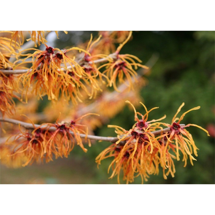 Hamamelis Jelena - Witch Hazel